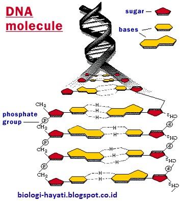 Pengertian, Jenis-jenis dan Contoh Mutasi Gen dan Mutasi Kromosom