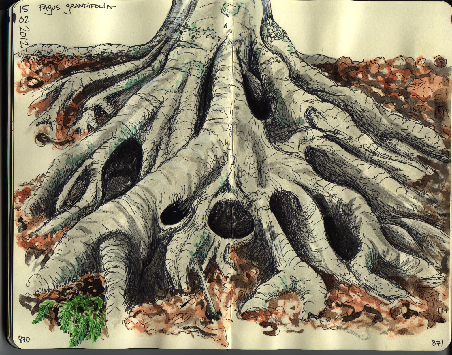 Bur Oak Botanicals: Beech Roots