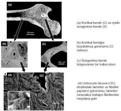 Prof. Dr. Bilsen Beşergil: Kemik (bone)
