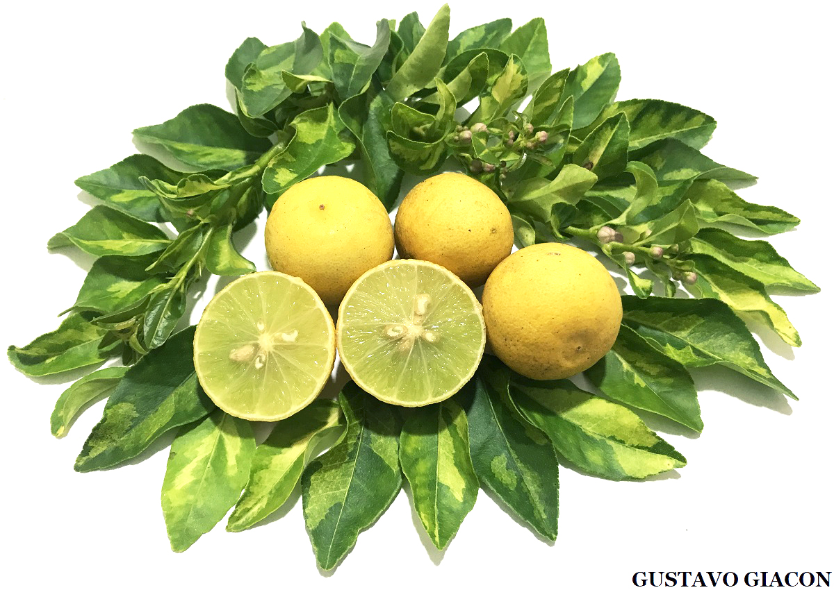 Blog do Viveirista: Limão Galego de Folhas Variegatas - Citrus aurantifolia