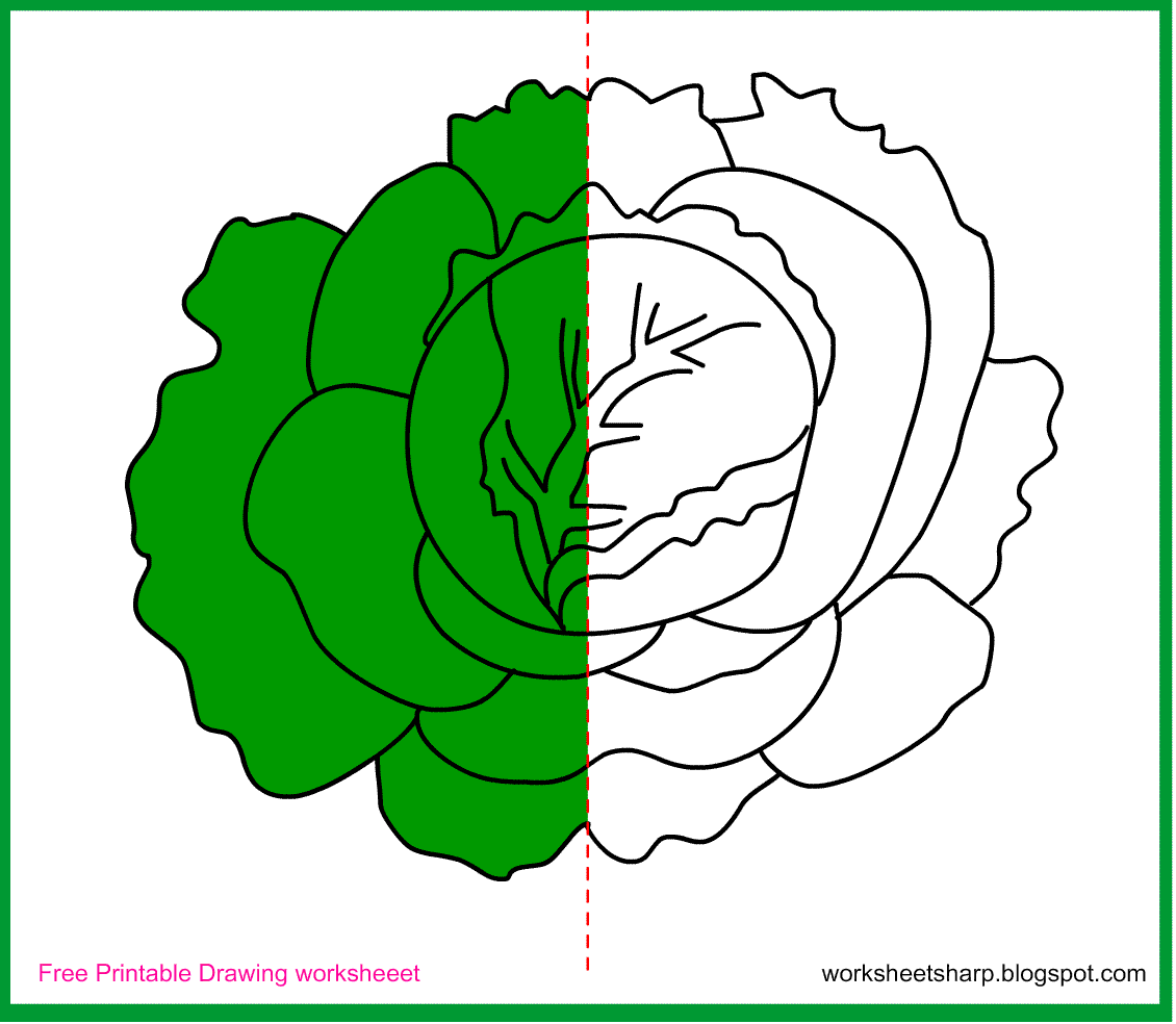 Free Drawing worksheets Printable: Cabbage Drawing worksheets