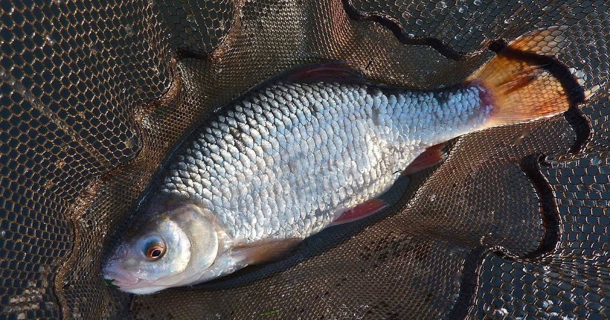 HUGH MILES - WILDLIFE ADVENTURES: GREAT ROACHING - The Wimborne and ...