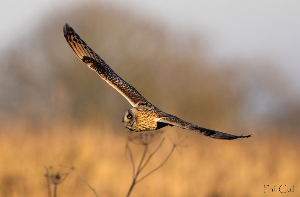 Phil Cull Wildlife Photography: 2019