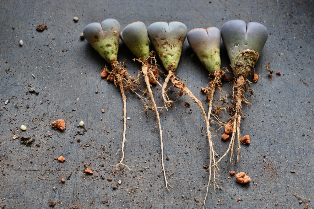 Growing Lithops: Roots