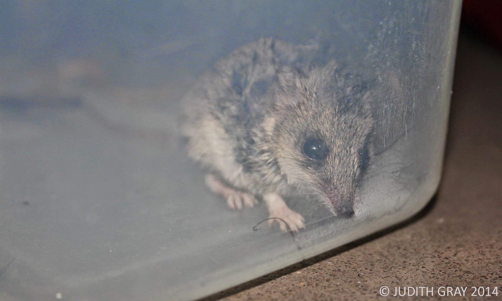 Common Dunnart at Jarowair