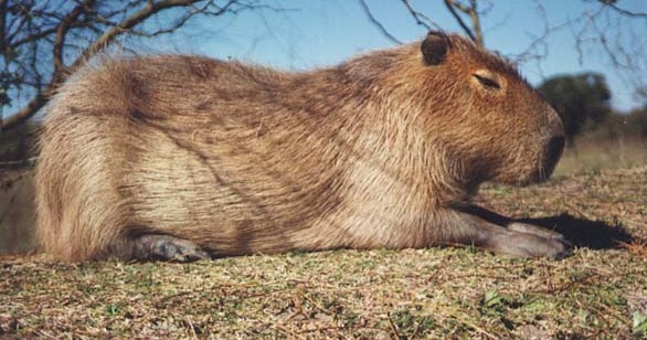 Imágenes de la Naturaleza de Palmar Grande: Bienvenidos