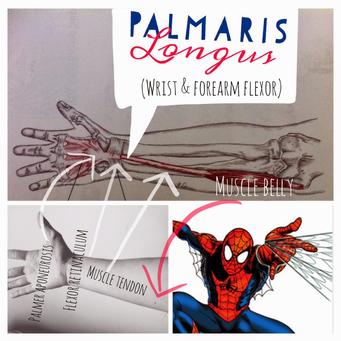 The Hip Joint: Palmaris Longus : wrist flexor muscle