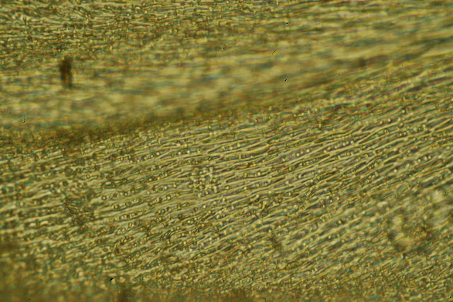 Botany Professor: Mosses of Central Florida 42. Papillaria nigrescens