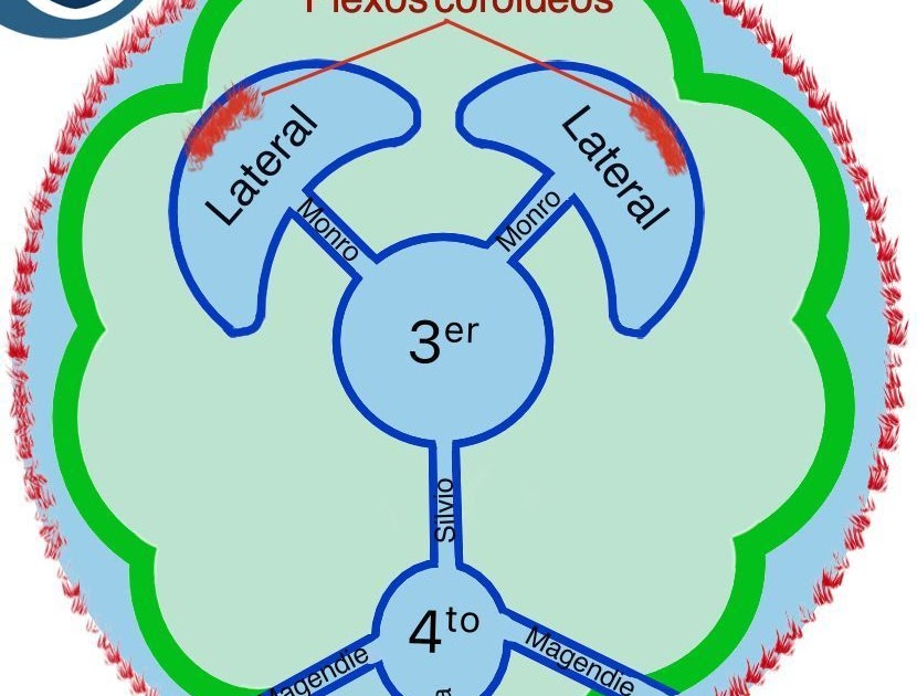 Circulación del LCR e Hidrocefalia