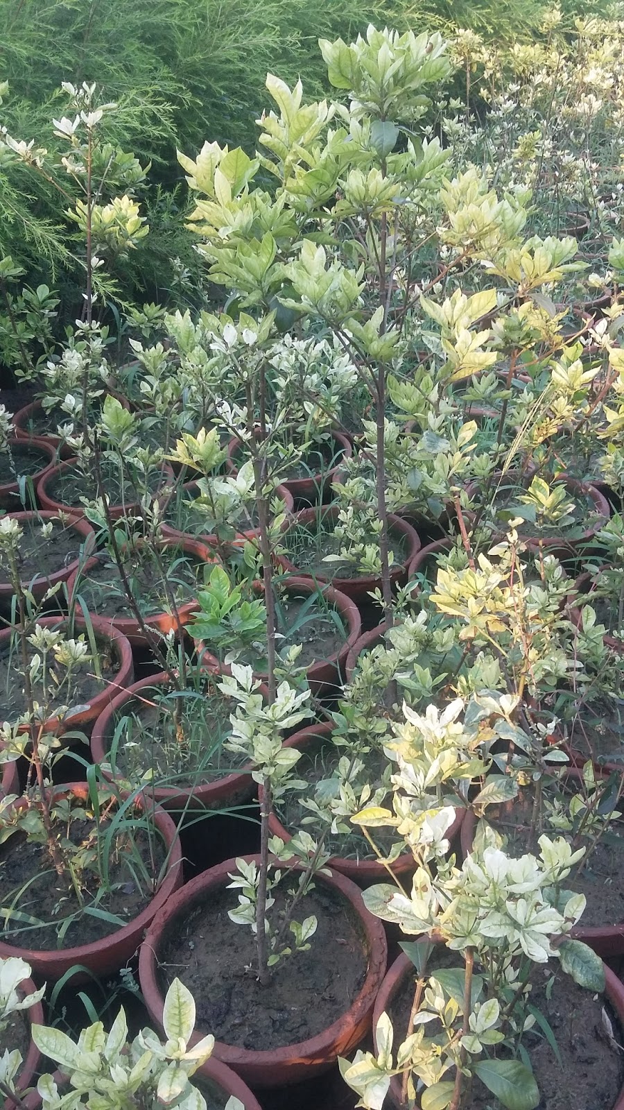 GreenWorld Nursery Farm Pattoki : GARDINIA