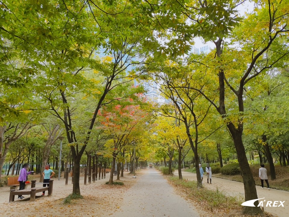 AREX: [Fall Foliage in Seoul] Seoul Forest