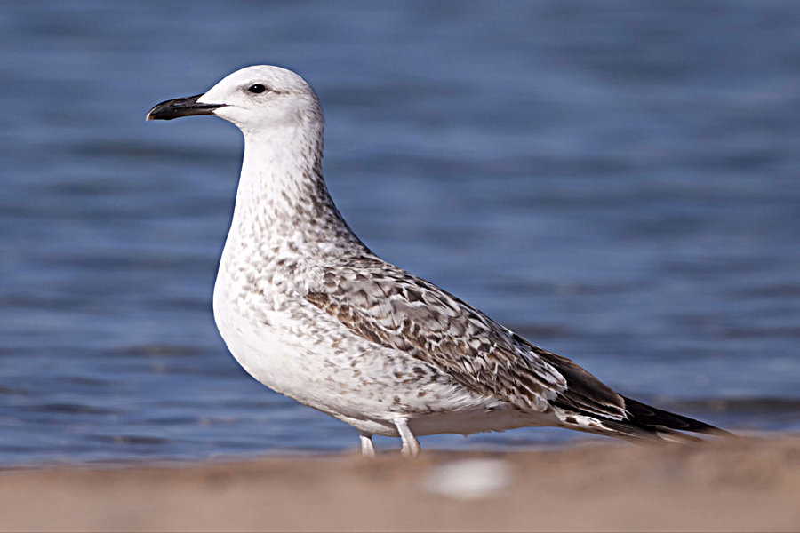 Birds of Saudi Arabia: Yellow-legged Gulls & Armenian Gull Near Yanbu ...