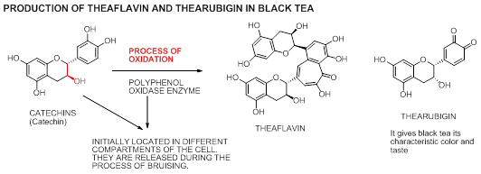 The Tea Horse Caravan: Chemical Constituents of Camellia Sinensis