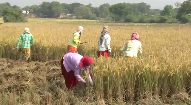 Nature and Farming: Rice Production : Chapter 17 - Harvesting ...