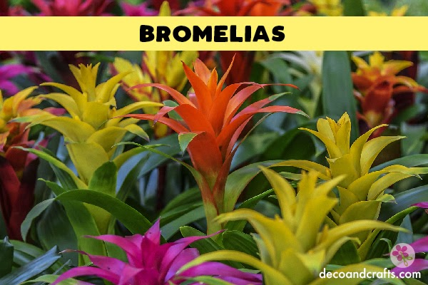 5 PLANTAS CON FLORES PARA TENER EN CASA Y FACILES DE CUIDAR