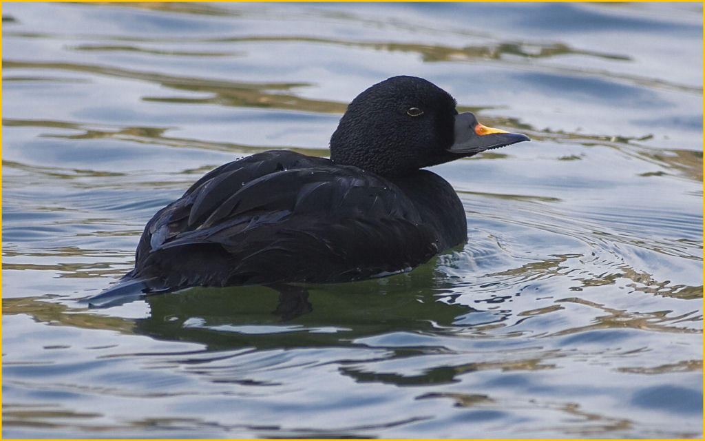 MONTS CORNWALL/KERNOW: COMMON SCOTER AT SWANPOOL
