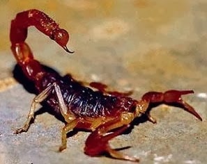 Vive México,Durango: Clima,Flora y Fauna