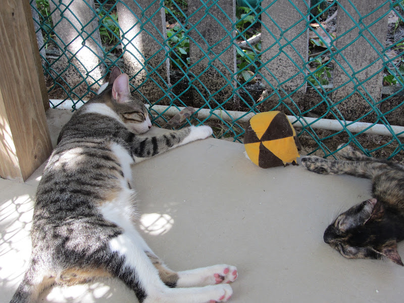 Let The Cats Play! A HUGE Cattery Donated to SAGA and How You Can Help ...