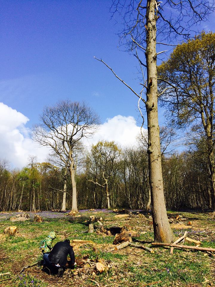 Tales of the March Hare: High Woods Country Park, Turner Road ...