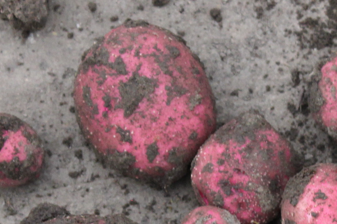 Thirsty Dirt: Potato Issue #1: Common Scab