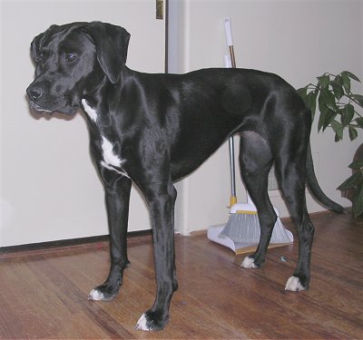 Beagle Boxer: Boxer Black Lab Mix