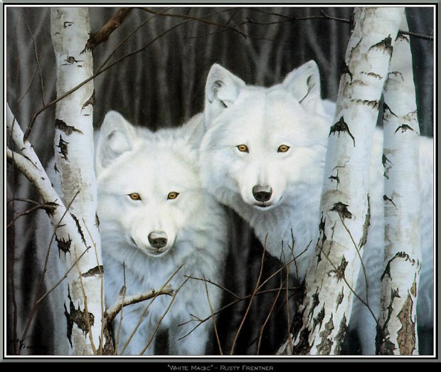 White Wolf : Rusty Frentner: talented wildlife artist from America's ...