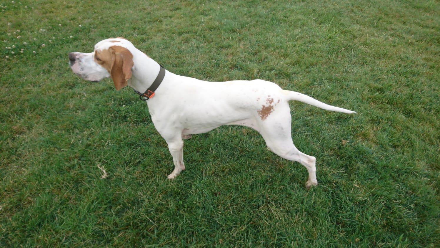 POINTER D'ALBENSE: HEMBRAS