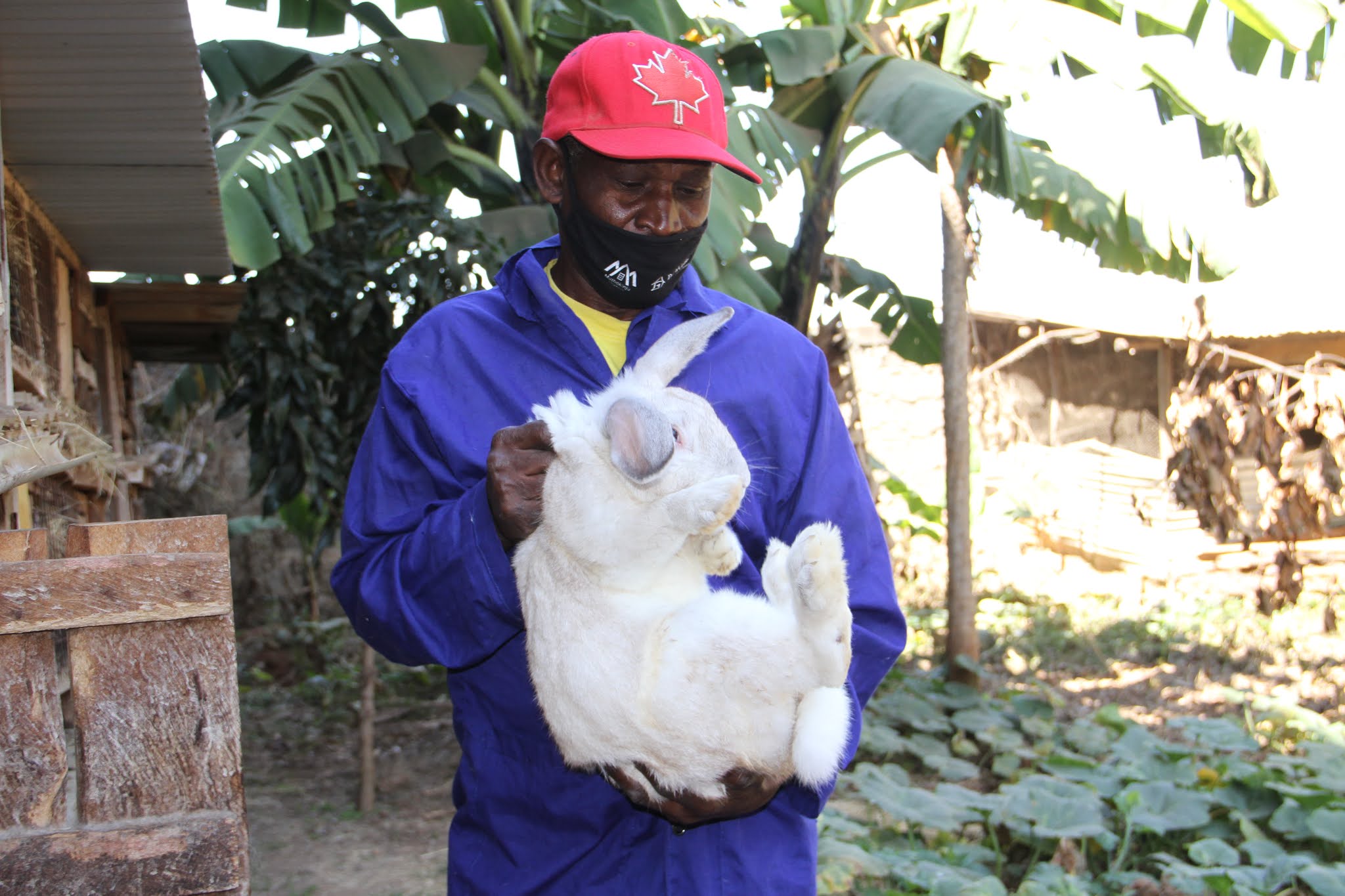 Bring more rabbits and take advantage of great market - RABAK appeals ...