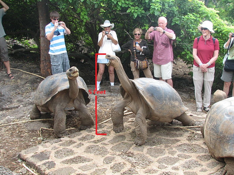 Worlds Largest Tortoise In The World - Galapagos Tortoise | Amazing ...