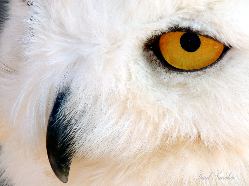Naturaleza Viva : Búho nival, búho del Ártico o gran búho blanco