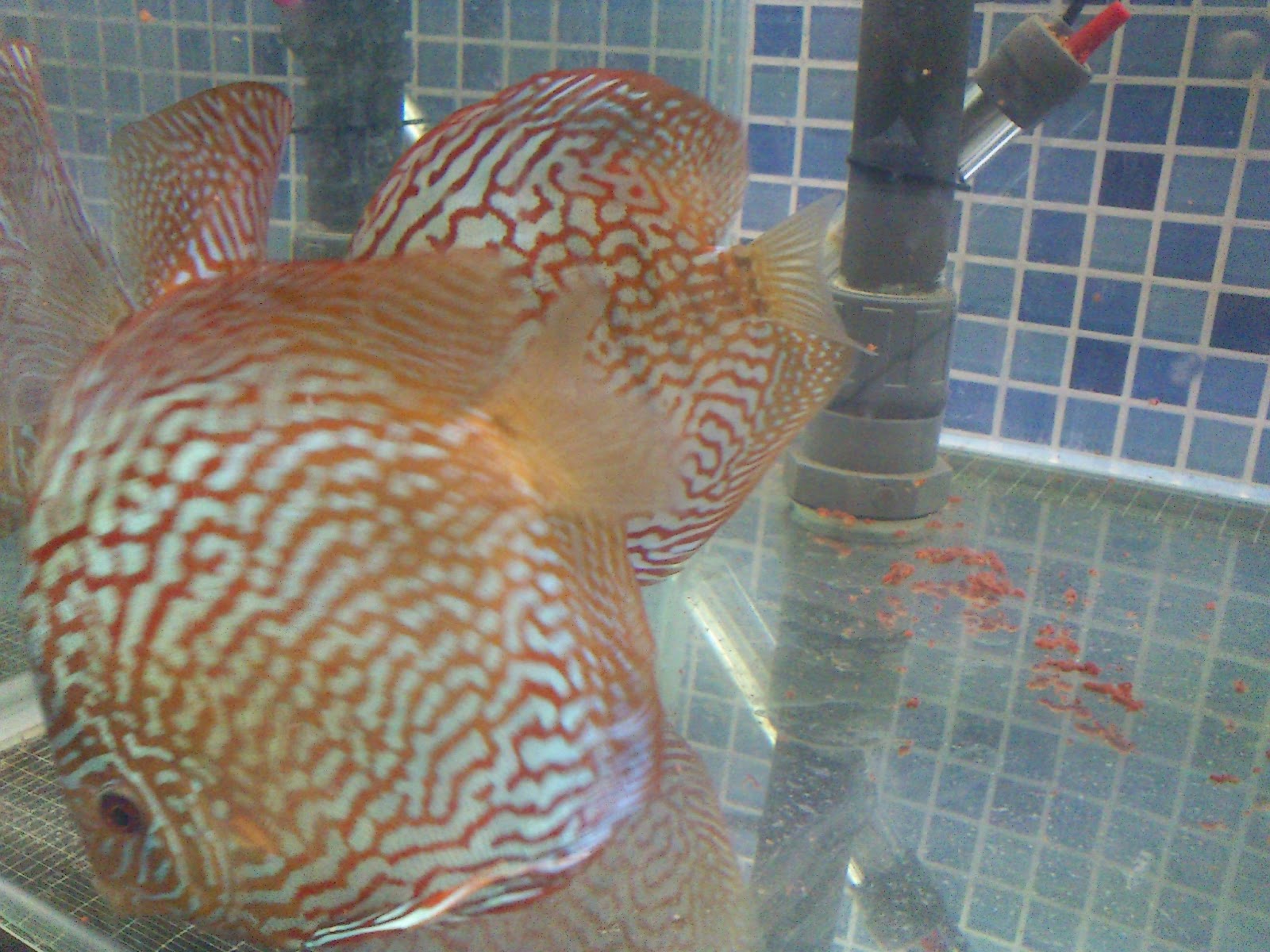 Discus Vigo: Galaxy Turquoise