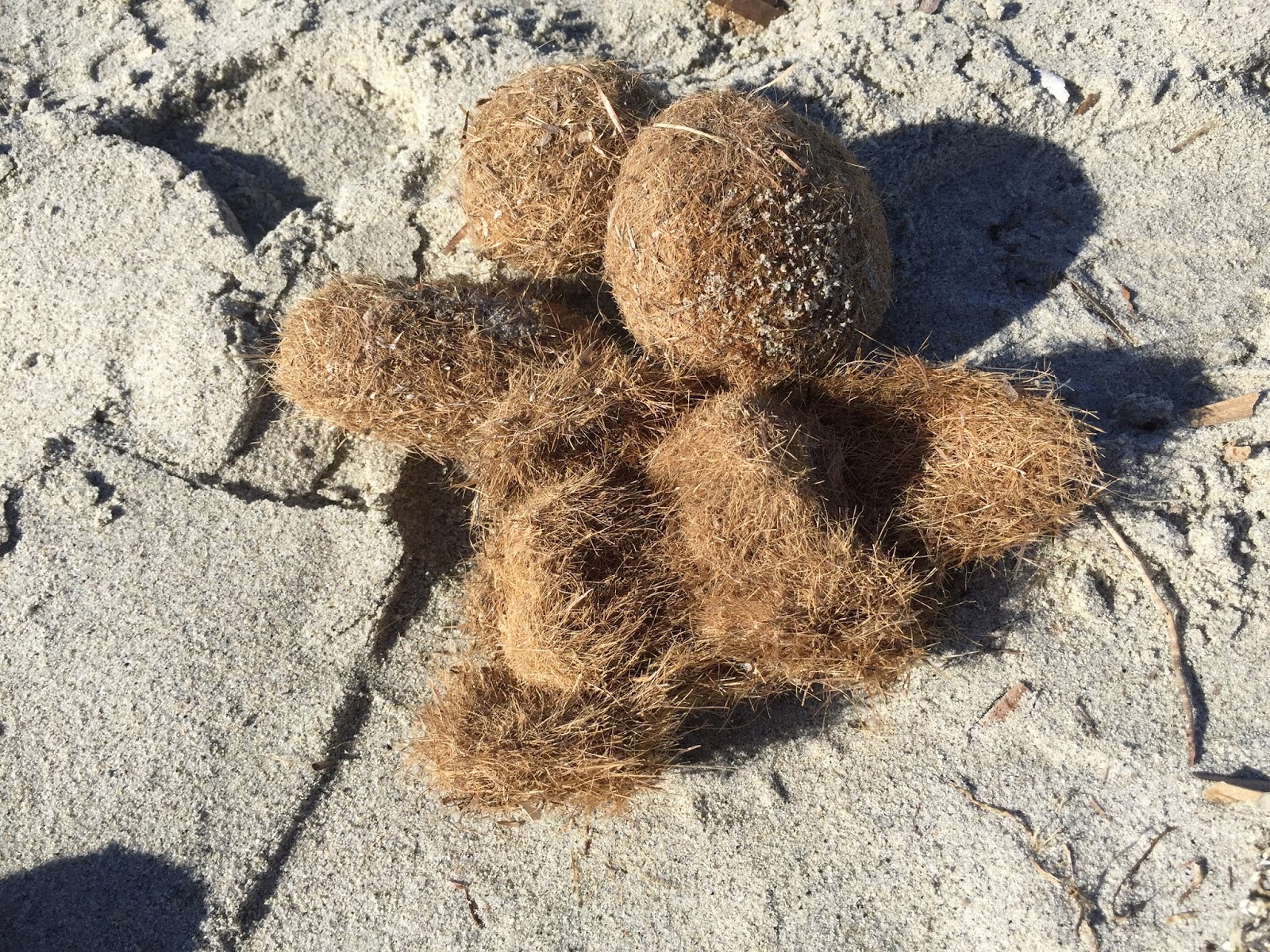 TravelMarx: Binomen Art – Posidonia oceanica