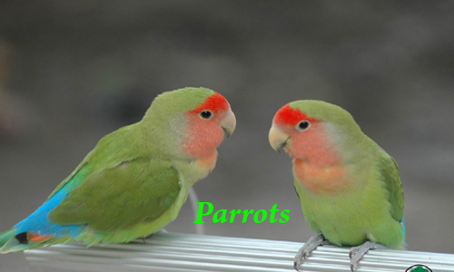Home Pets Page: Home Pets - About the Parrot