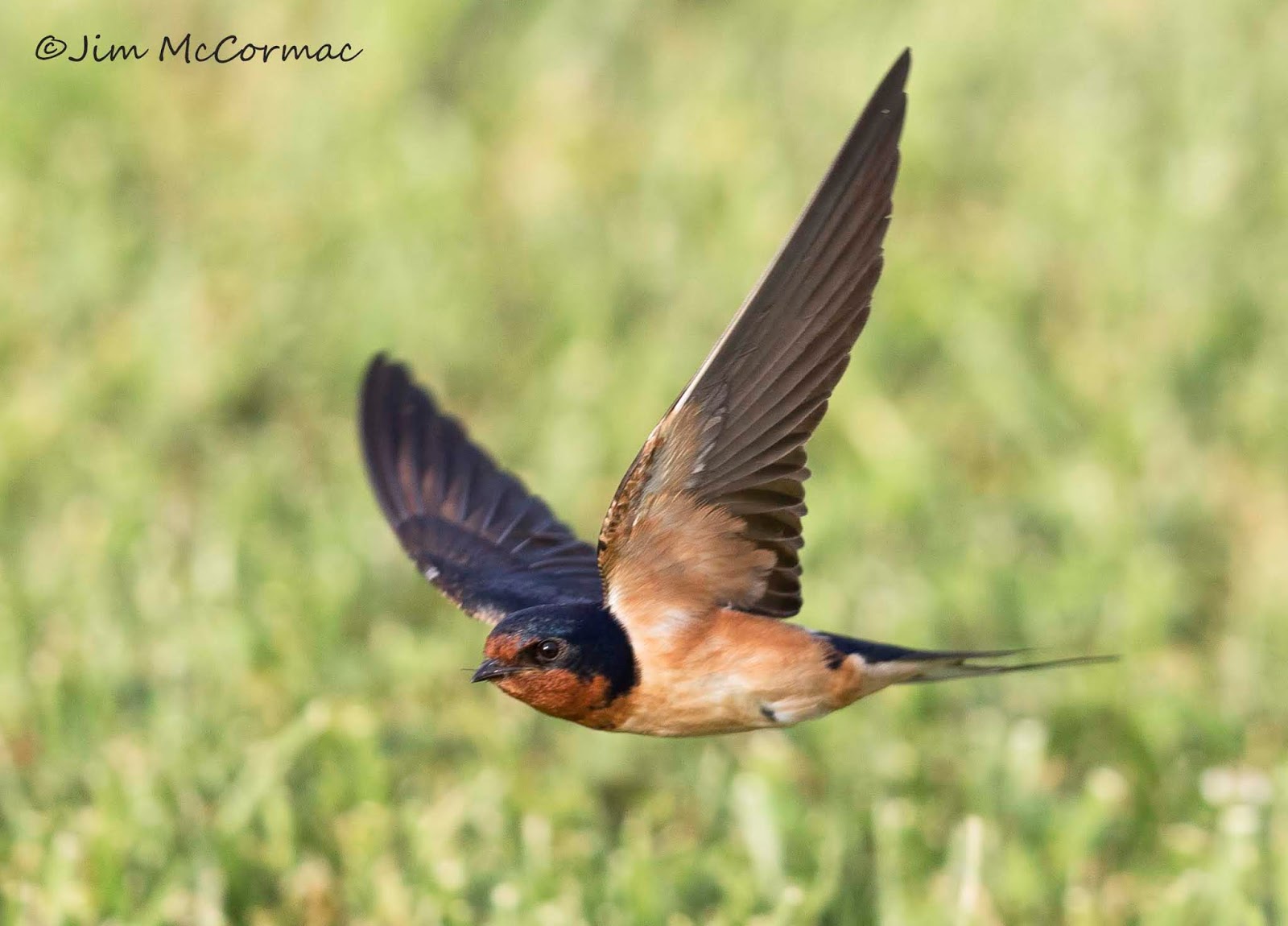 Ohio Birds and Biodiversity: Shooting swallows in flight: Good luck!