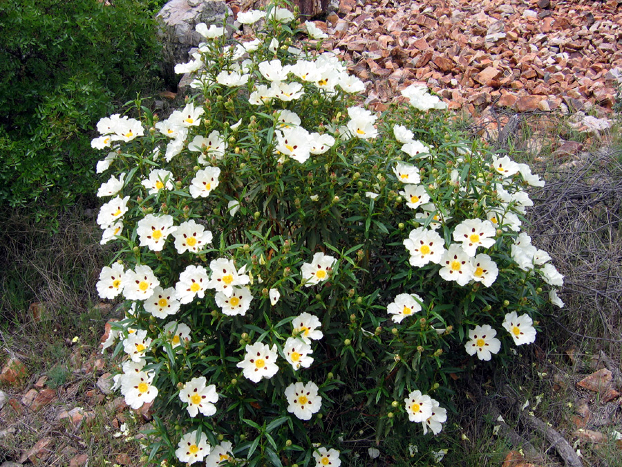 Entre Jaras y Pedreras: LA JARA PRINGOSA O MELOSA (cistus ladanifer)