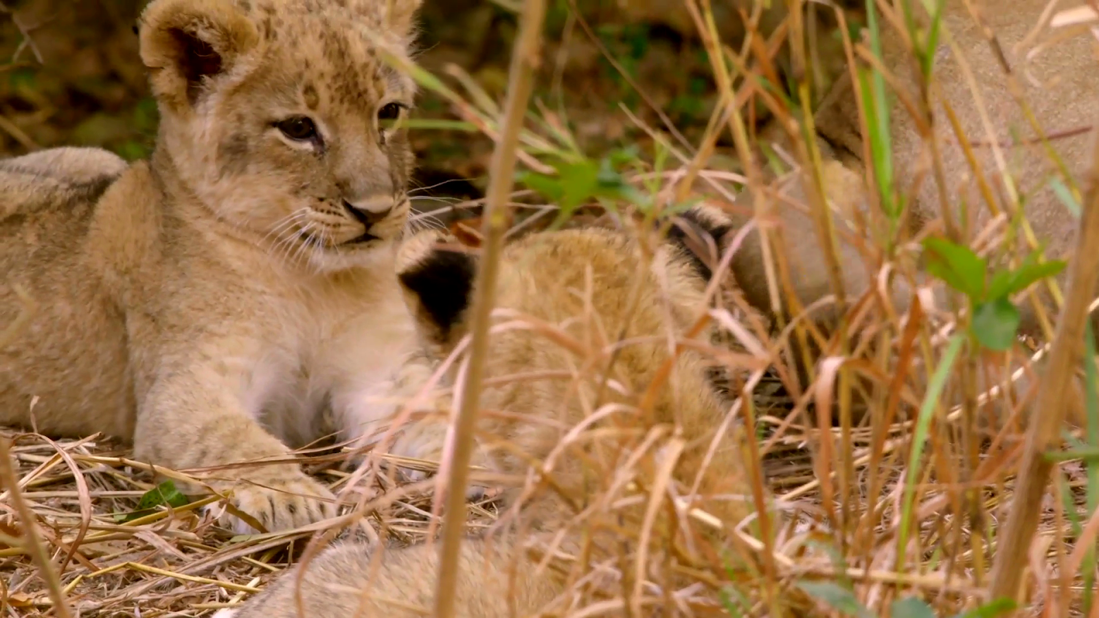 Asadal: Africa's Hunters Series 1: The Hungry Leopard 1/6 (2015)