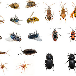 Insects Arthropods Arachnids