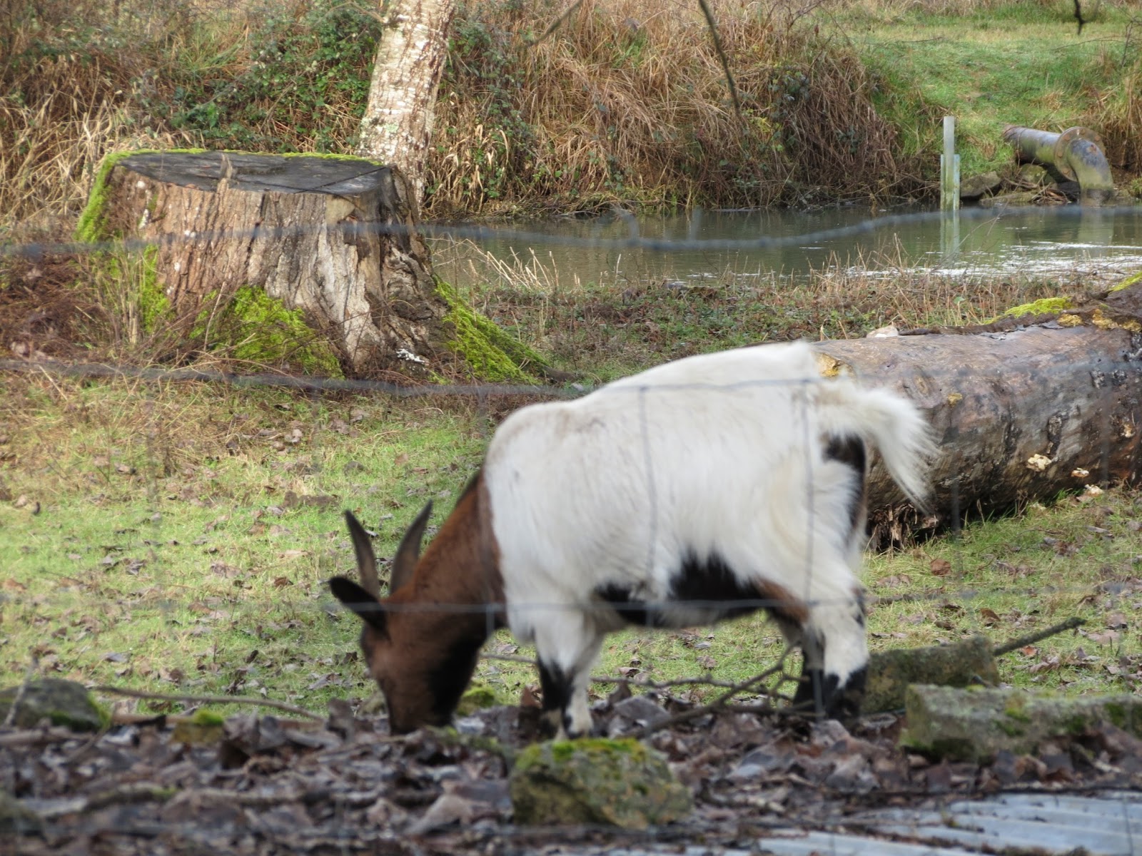 My Rural French Life: Animals & Wildlife..in our French Countryside...