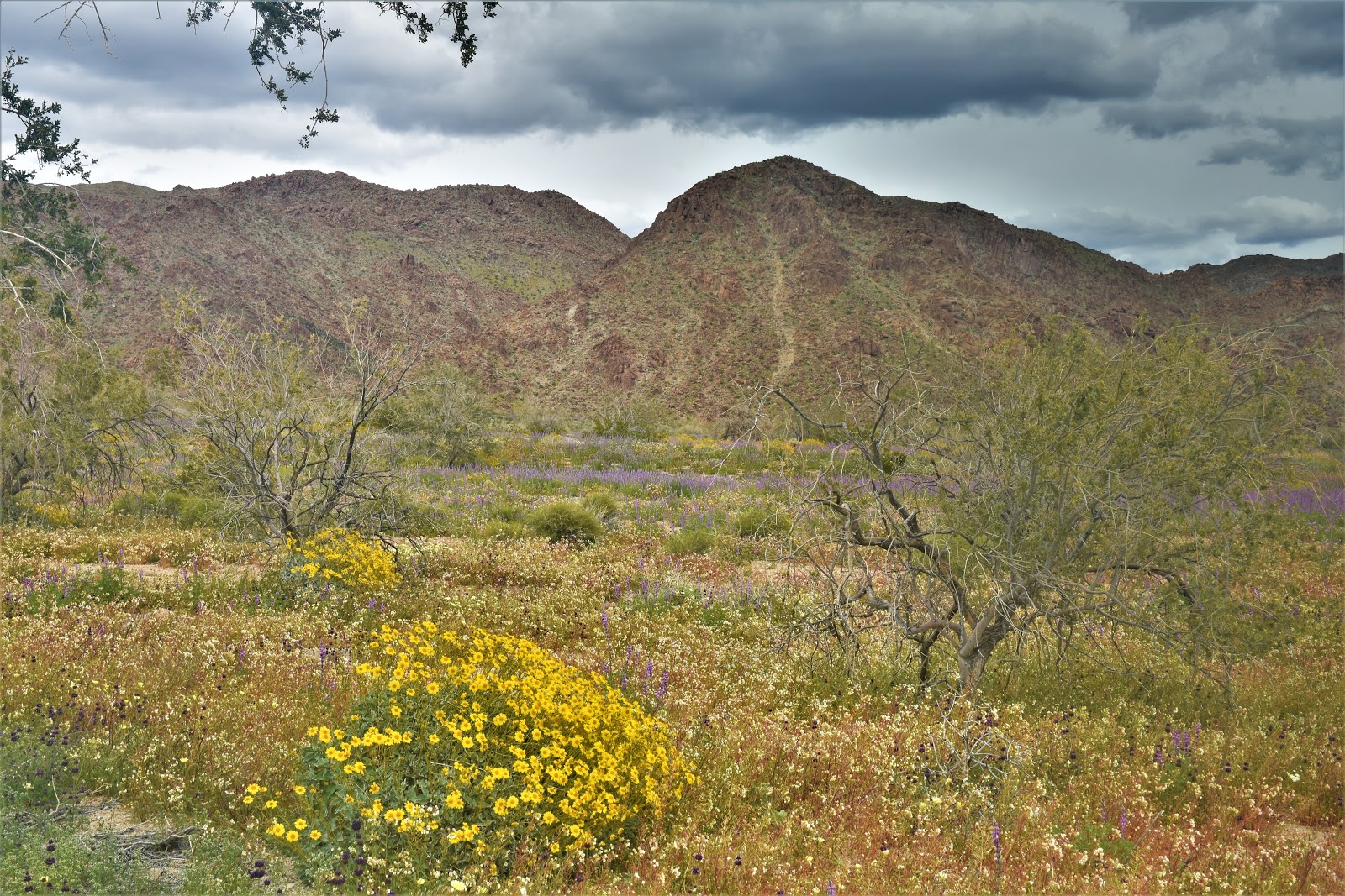 Mojave Desert Diary...: Joshua Tree National Park: Wildflowers...