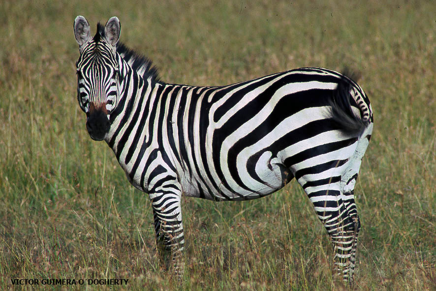 Mis imágenes de aves: IMAGENES DE LA CEBRA DE BURCHELL