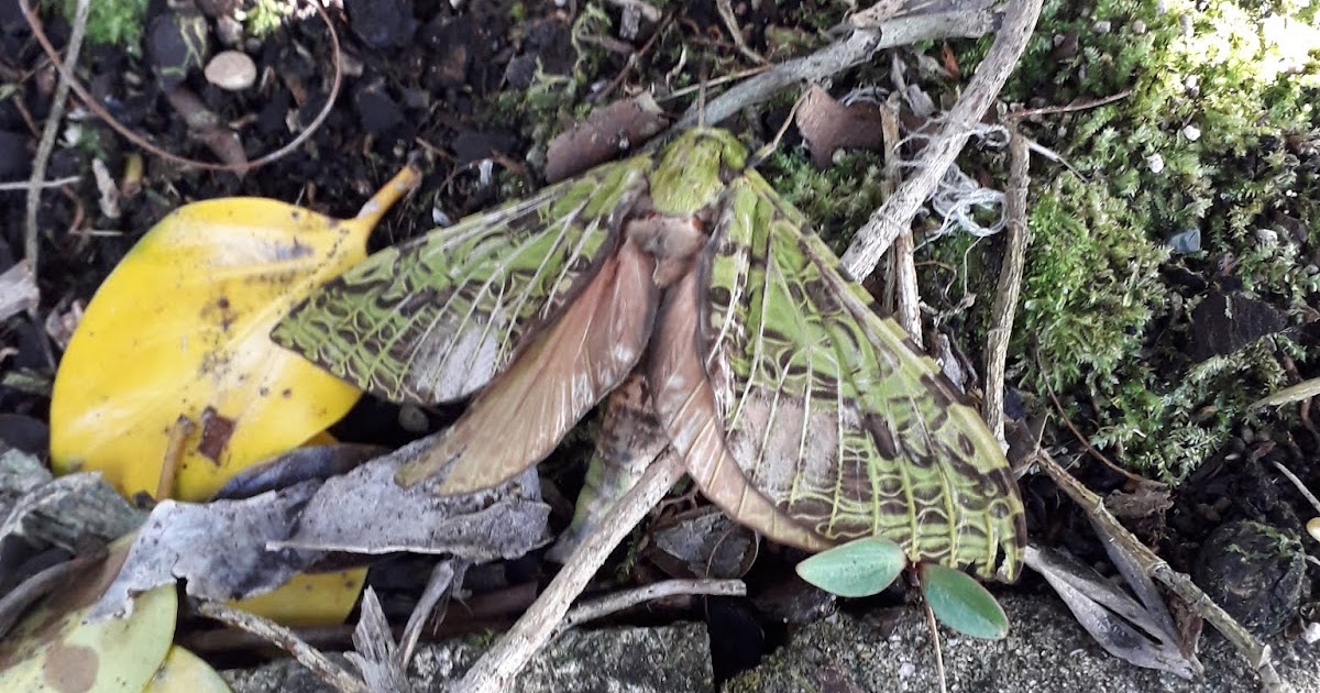 Kamo Lady: PURIRI MOTH