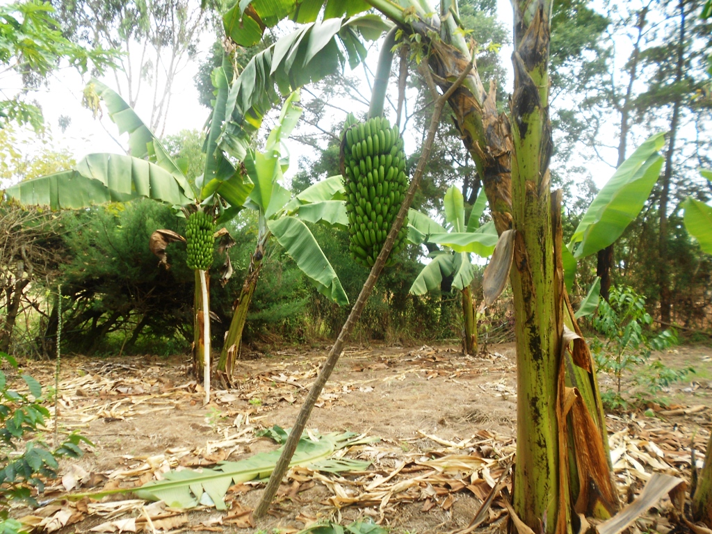 Bukoba Jamii: KARIBU KARAGWE TUNALIMA NDIZI KUBWAAAAAA