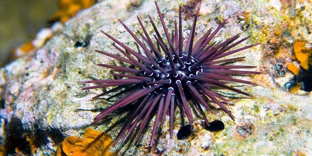 Mengenal Ragam Jenis Landak Laut di Kabupaten Dompu, Makanan Populer ...