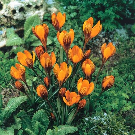 CROCUS 'ORANGE MONARCH' |The Garden of Eaden