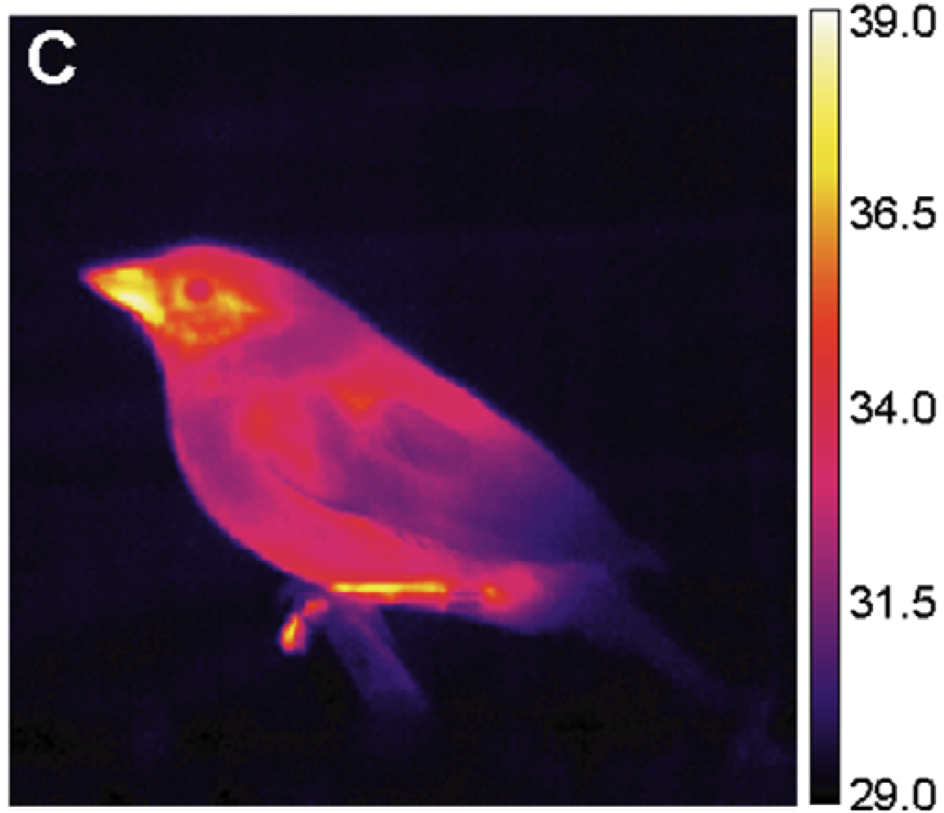 Mostly Open Ocean: Selection on beak size in birds