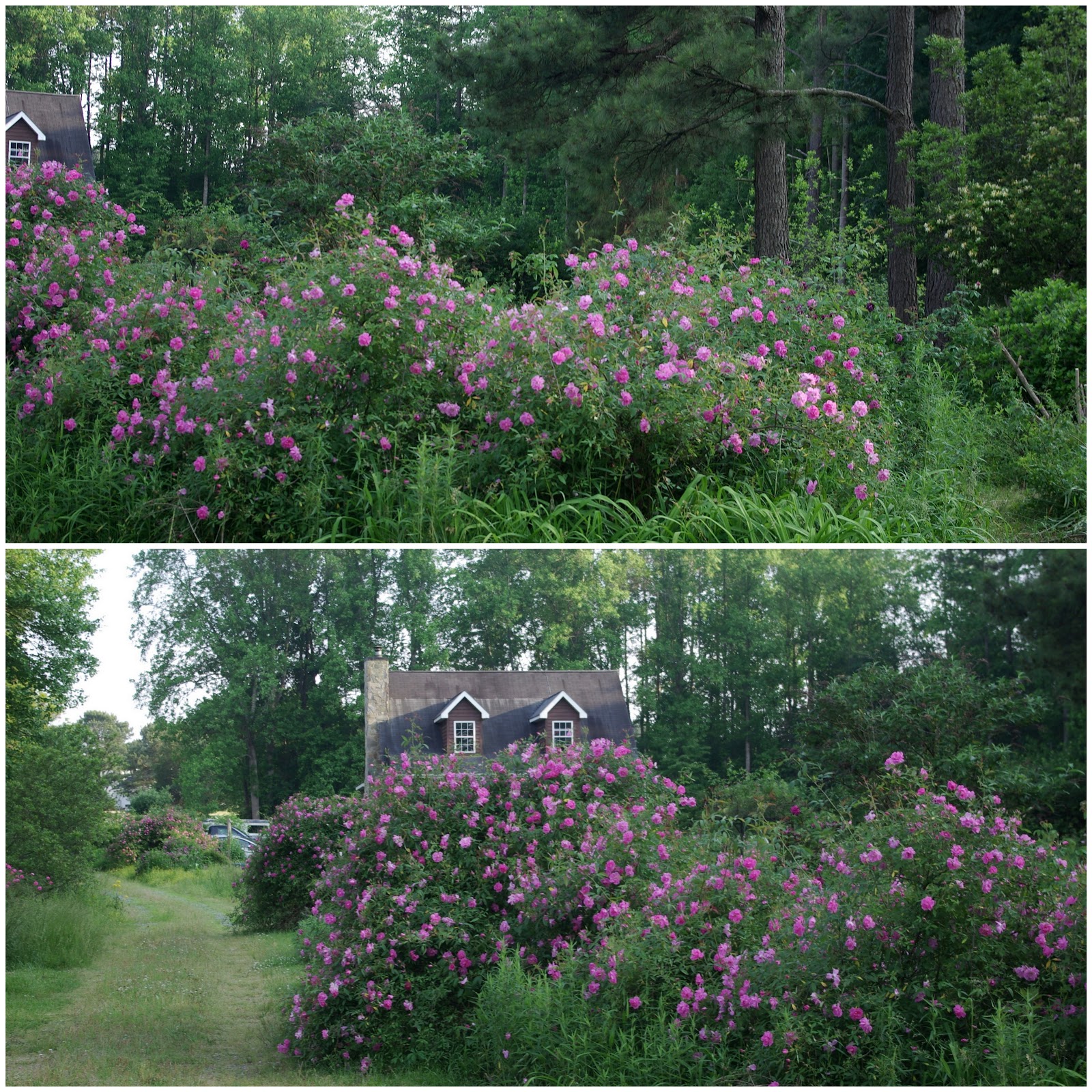 sweetbay: Roses in mid-May