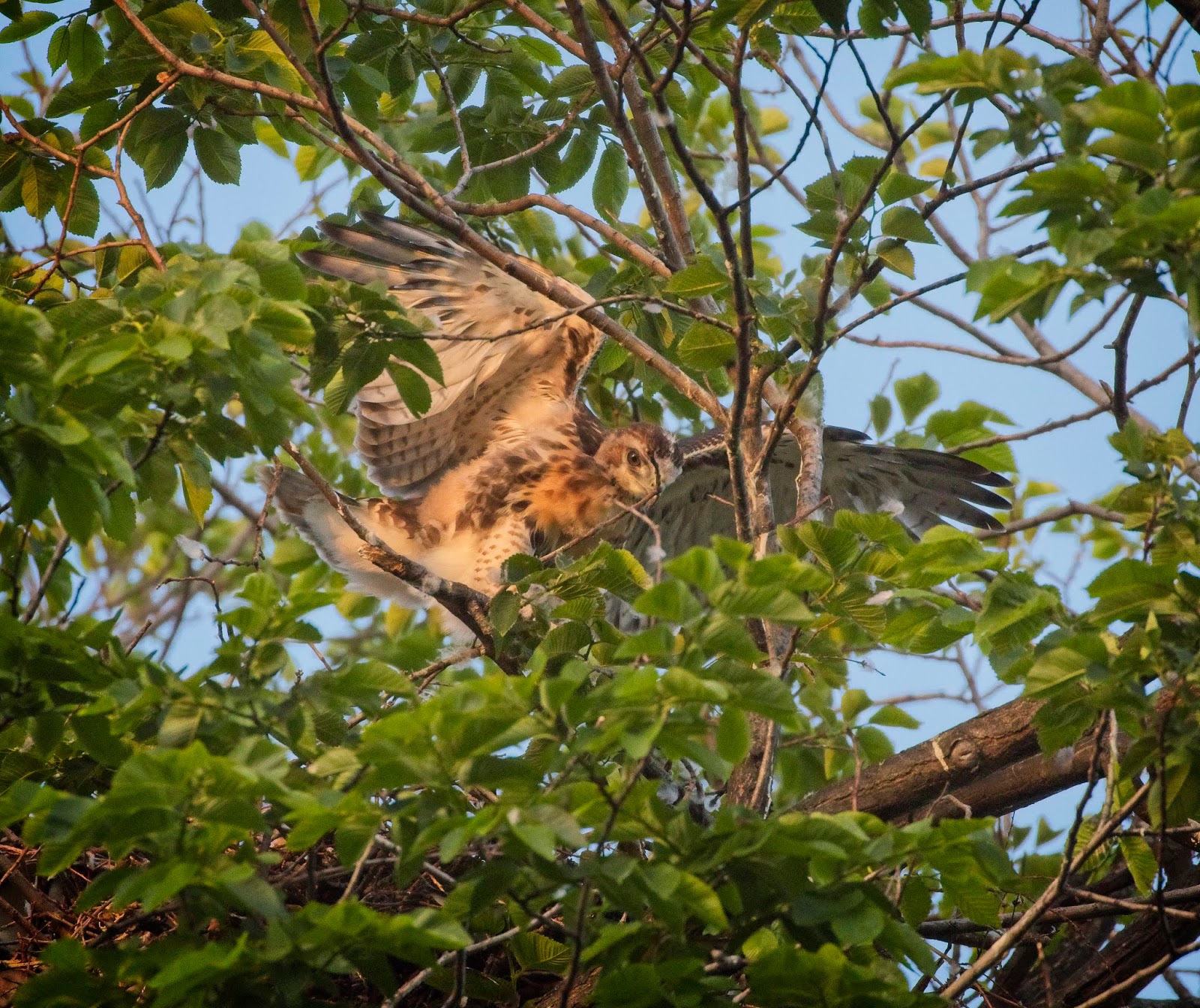 Laura Goggin Photography: Tompkins Square hawk chicks are branching