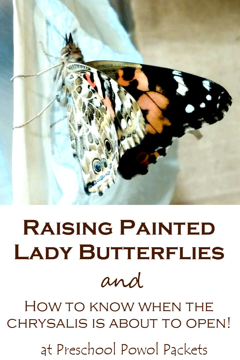 Raising Painted Lady Butterflies and Watching them Hatch! | Preschool ...