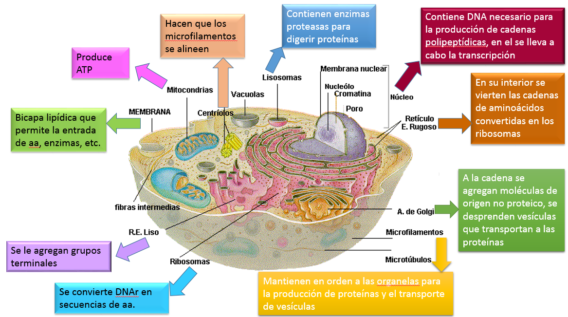Fisiología Básica : Fisiología celular