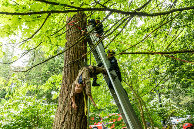 Shoreline Area News: Photos: Shoreline Fire tree rescue training